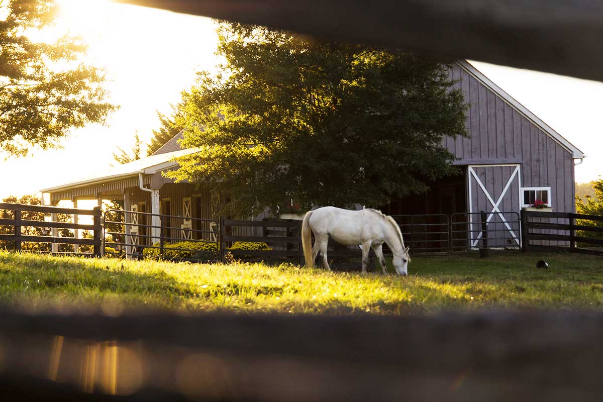 The Farm – MK POLUTRY & HATCHERY