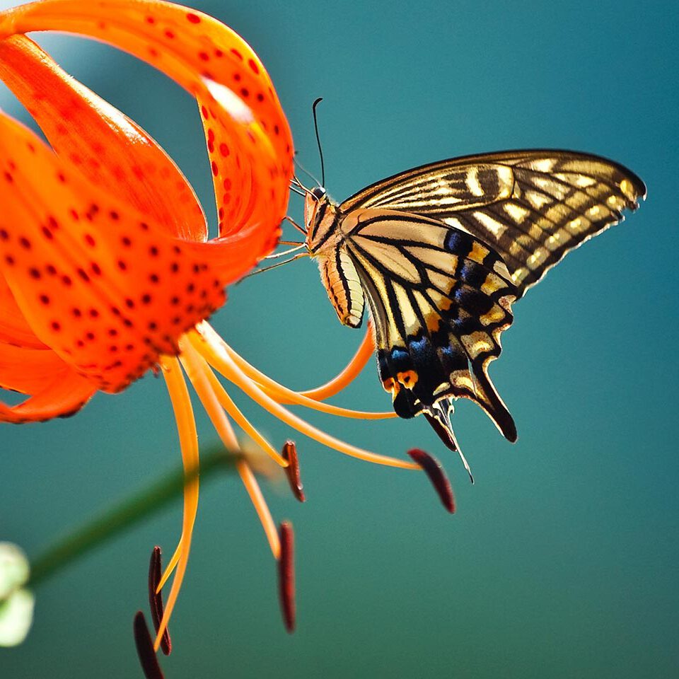 Insects – MK POLUTRY & HATCHERY