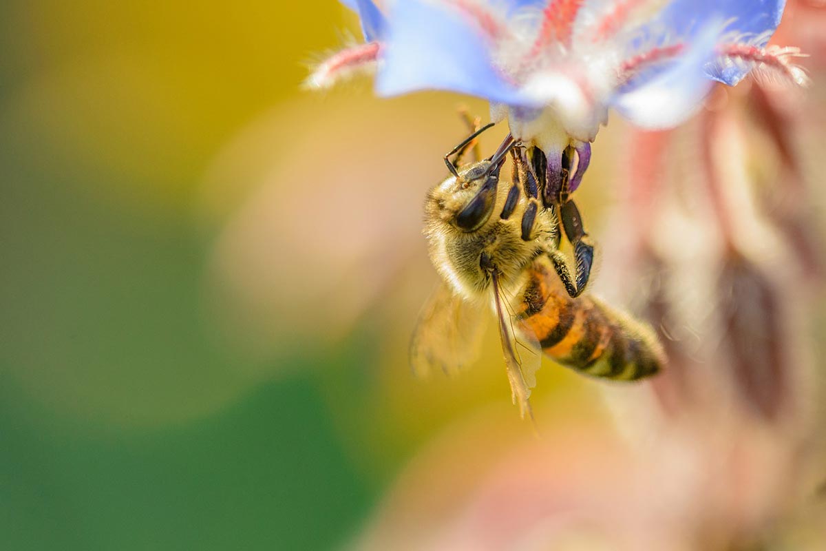 Insects – MK POLUTRY & HATCHERY