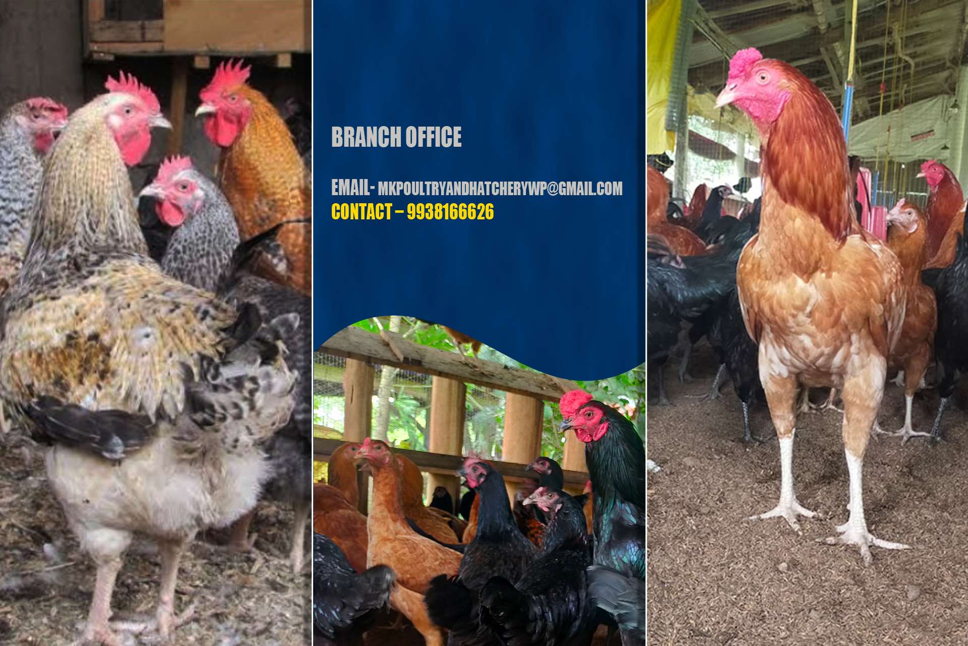 MK POLUTRY & HATCHERY – Poultry Farm In Odisha