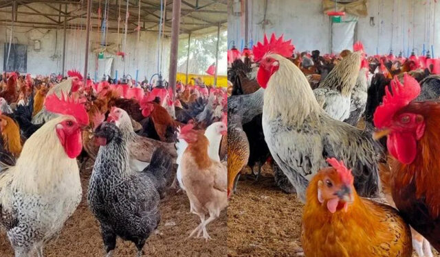 Products – MK POLUTRY & HATCHERY